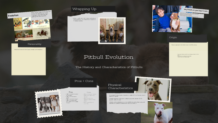 Pitbull Evolution by Selena salmeron on Prezi