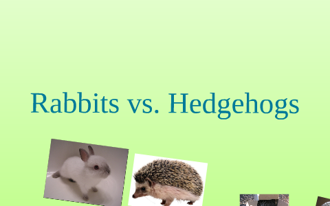 Rabbits vs. Hedgehogs by Grace Kendzio on Prezi