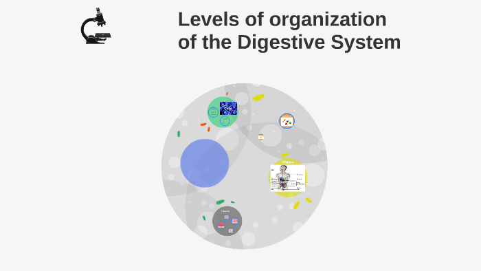 Levels of organization of the Digestive Sytem by Sofía Aznar on Prezi