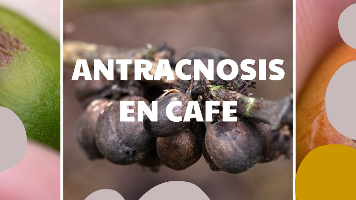 ANTRACNOSIS EN CAFE by cristina navia on Prezi