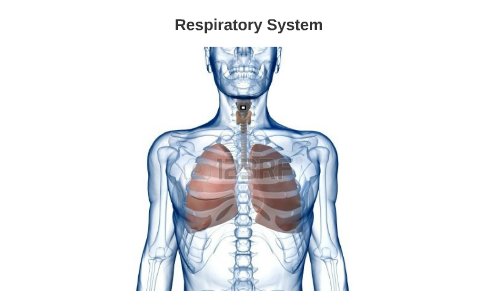 Respiratory System by Ayden Duffy on Prezi