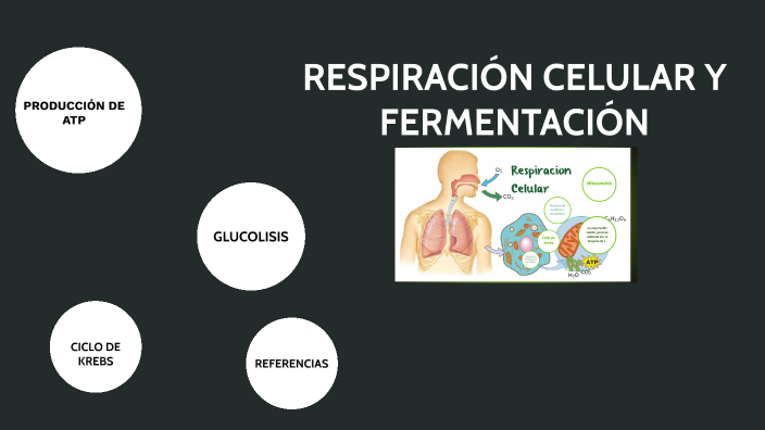 Respiración celular y fermentación by Valeria Martínez Conteras on Prezi