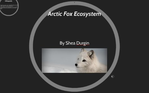 Arctic Fox Ecosystem by Shea Durgin on Prezi