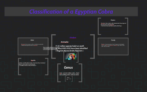 Classification of a Egyptian Cobra by Tariq Nazyat on Prezi
