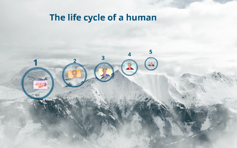 Life cycle of a human by Bradley Gondolosi on Prezi