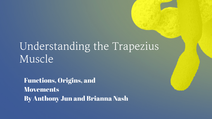Understanding the Trapezius Muscle by Brianna Nash on Prezi
