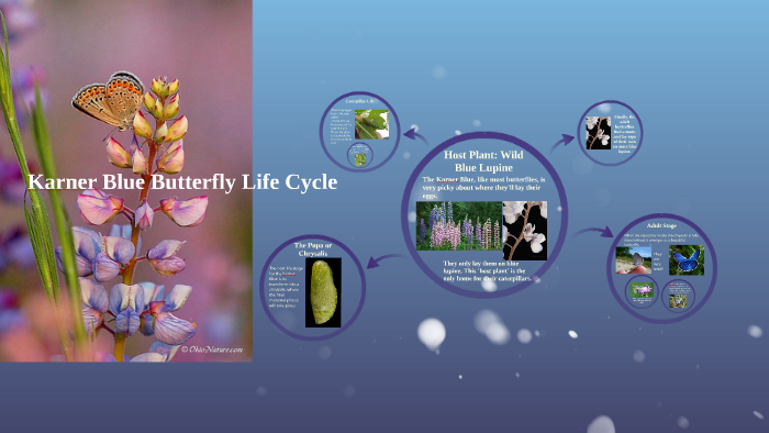 Karner Blue Butterfly Life Cycle by Madison Roze on Prezi