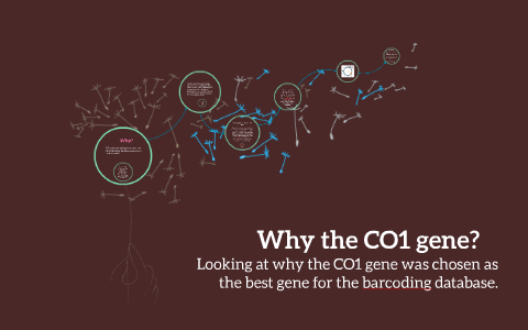 Why the CO1 gene? by Emma Rowlands on Prezi