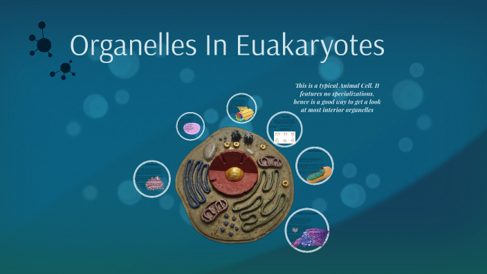 A Deep Dive into Cells by Ryan Piggott on Prezi