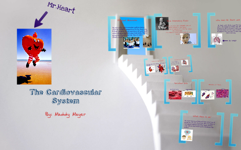 cardiovascular system by maddy mayer on Prezi