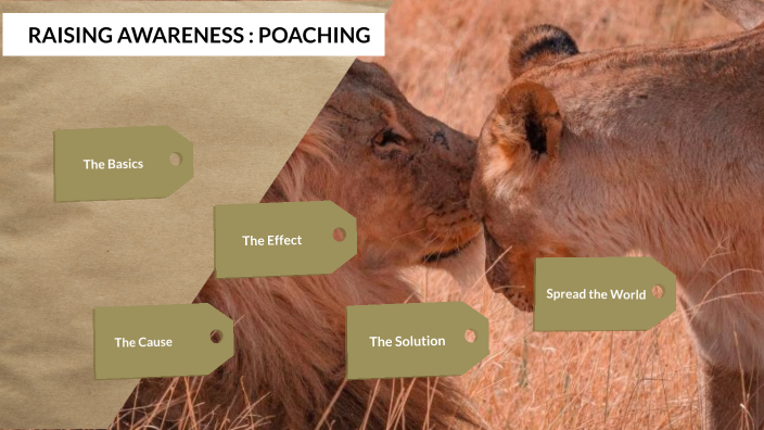 Poaching and its effects by Cha Ik- Joon on Prezi
