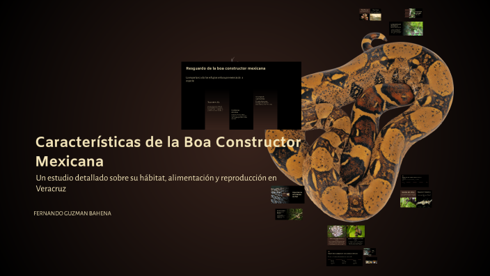 Características de la Boa Constructor Mexicana by Alejandro Clavijo ...