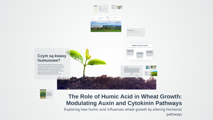 The Role of Humic Acid in Wheat Growth: Modulating Auxin and Cytokinin ...