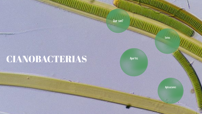 Cianobacterias by Paula Alejandra Caballero Arias on Prezi