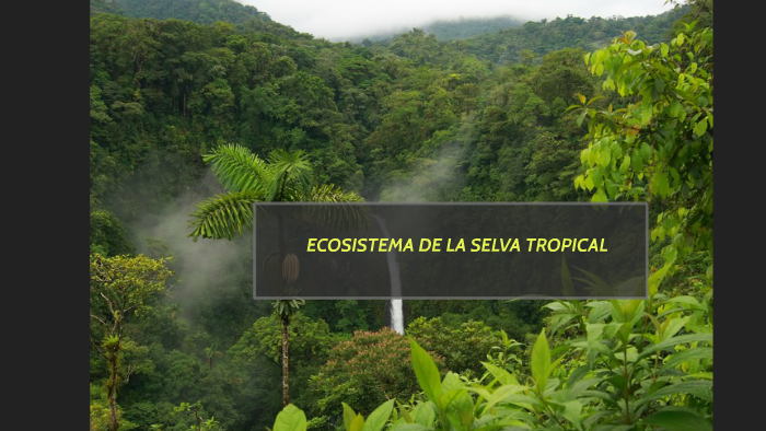 Características de la Selva Tropical by susana uriel on Prezi