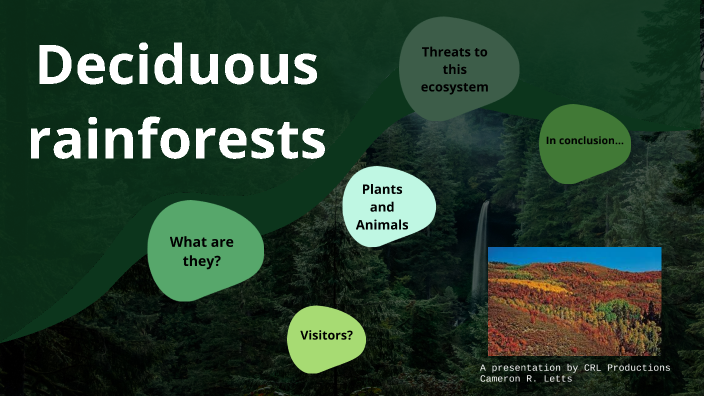 Deciduous rainforests by Cameron Letts on Prezi