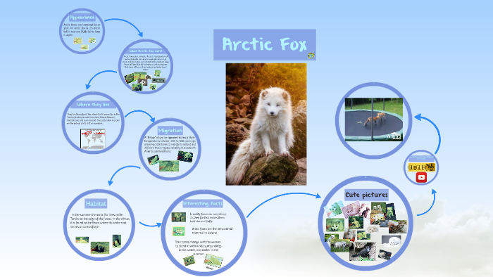 Arctic Fox Project by Isabella Dzidowski on Prezi