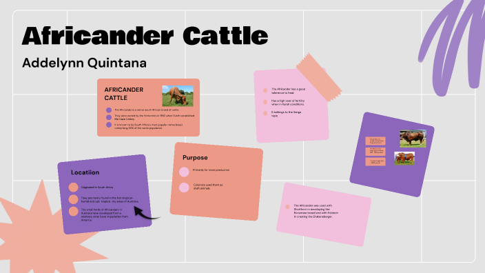 AFRICANDER CATTLE by addelynn quintana on Prezi