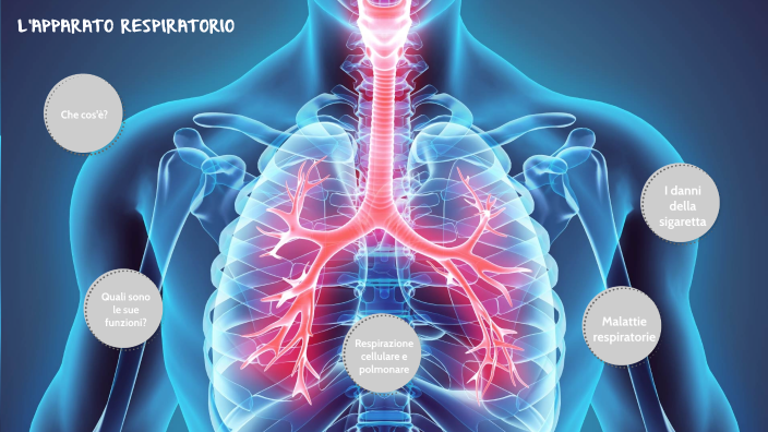 L'APPARATO RESPIRATORIO by Vincenzo Quaranta on Prezi