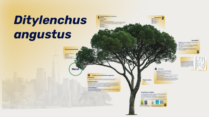 Ditylenchus angustus by Ikram chadda on Prezi