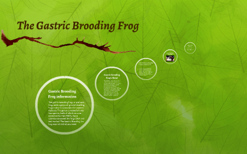 Gastric Brooding Frog by Jared Meldrum on Prezi
