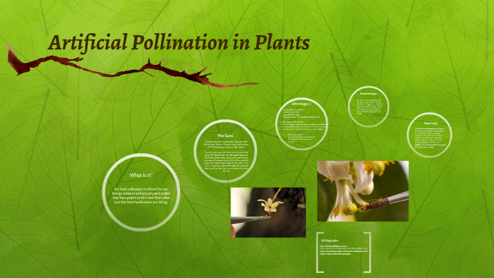 Artificial Pollination in Plants by Aishlin Walker on Prezi