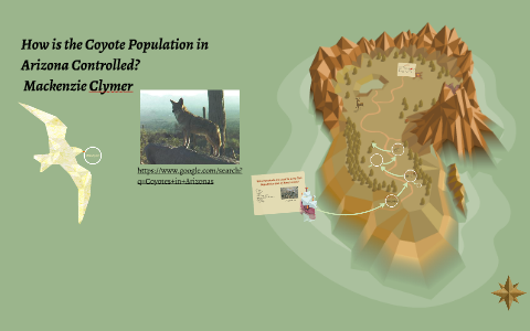 How is the Coyote Population in Arizona Controlled? by Mackenzie Clymer ...