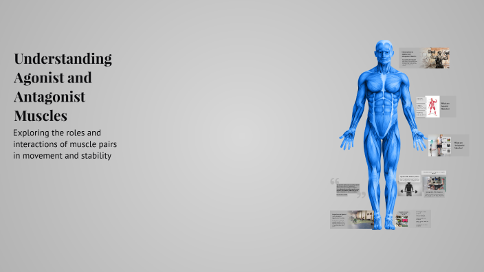 Understanding Agonist and Antagonist Muscles by Dominic Hernandez on Prezi