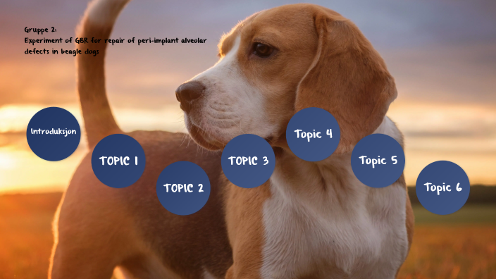 Experiment of GBR for repair of peri-implant alveolar defects in beagle ...
