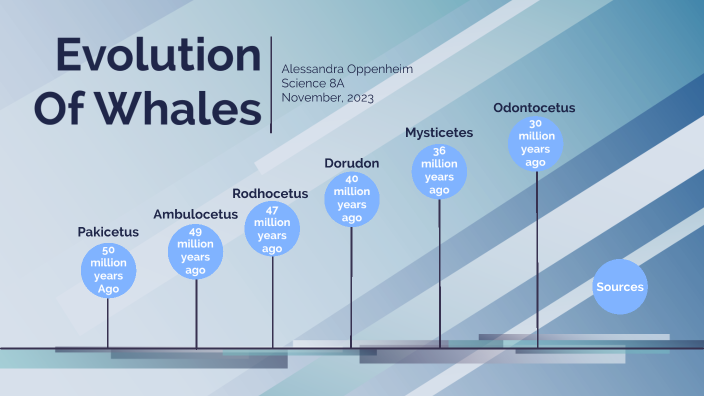 Whale Evolution by Alessandra Oppenheim on Prezi