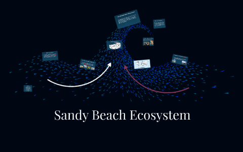 Sandy Beach Ecosystem by MacKenzie Johnson on Prezi