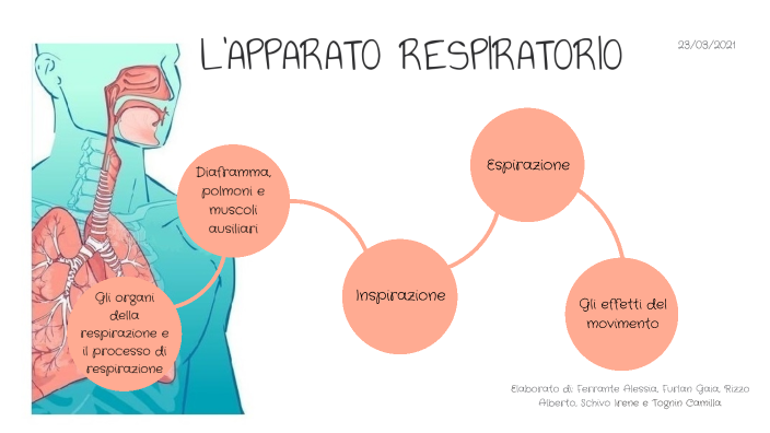 L'Apparato respiratorio by Alessia Ferrante on Prezi