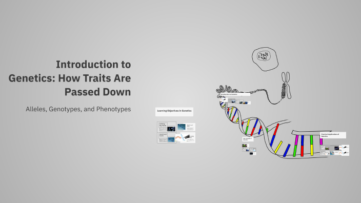 Introduction to Genetics: How Traits Are Passed Down by Daniel Egan on ...