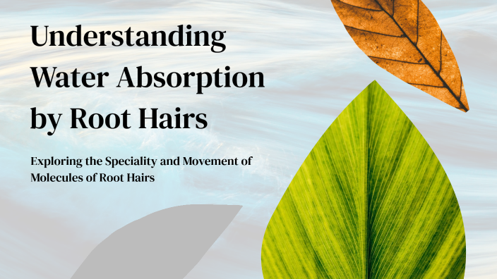 Understanding Water Absorption by Root Hairs by Amanda Marcer on Prezi
