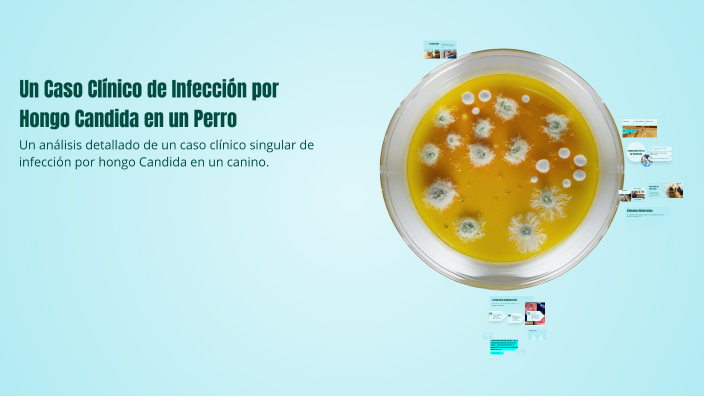 Un Caso Clínico de Infección por Hongo Candida en un Perro by Erika ...