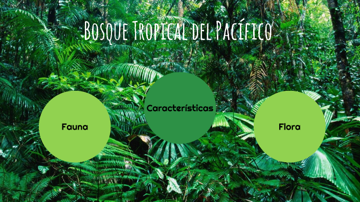 Bosque tropical by Ariana Pineda Chire on Prezi