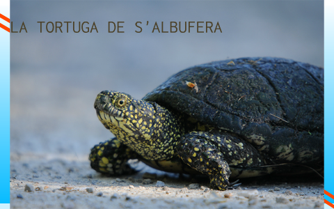 La Tortuga de s'Albufera de Mallorca by Maria Josep Jaume Serra on Prezi
