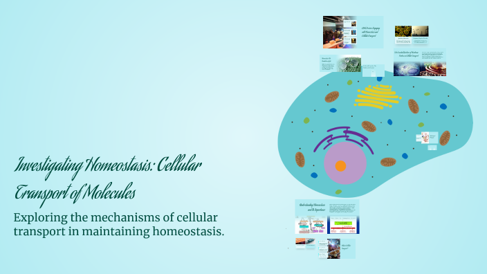 Investigating Homeostasis: Cellular Transport of Molecules by Remington ...
