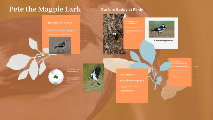 Pete the Magpie Lark by rachel mcwatters on Prezi