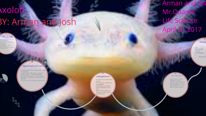 Axolotl Presentation by Arman Josh