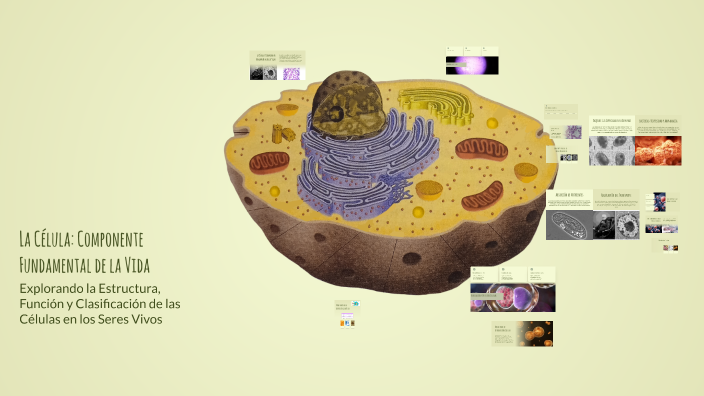 La Célula: Componente Fundamental de la Vida by Angie Ovalle on Prezi