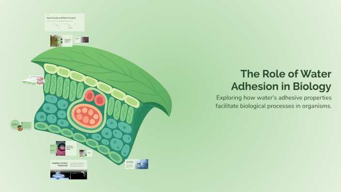 The Role of Water Adhesion in Biology by Lara Altınuç on Prezi