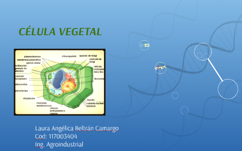 CÉLULA VEGETAL by Paula Portilla on Prezi