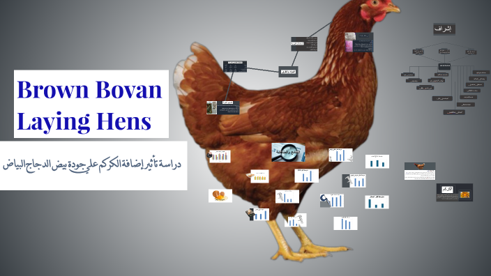 Brown Bovan Laying Hens by soma ahmed on Prezi