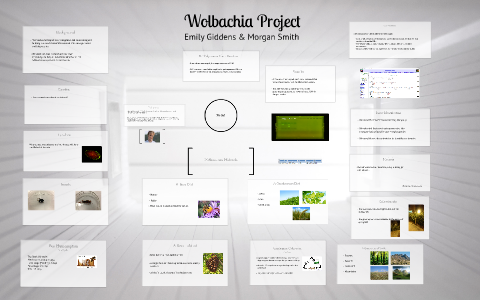 Wolbachia Project by Emily Giddens on Prezi