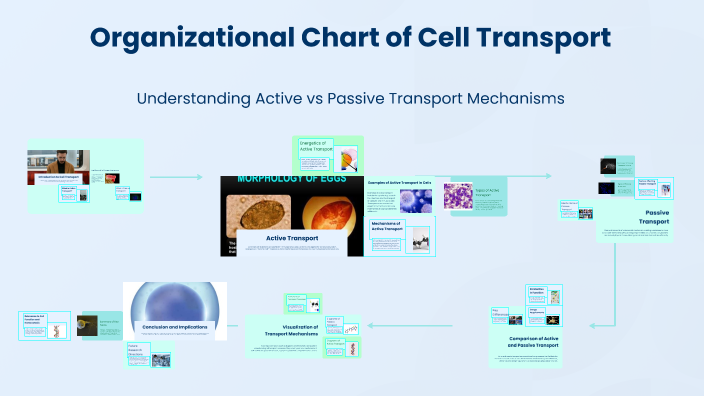 Understanding the Organizational Chart of Active and Passive Transport ...