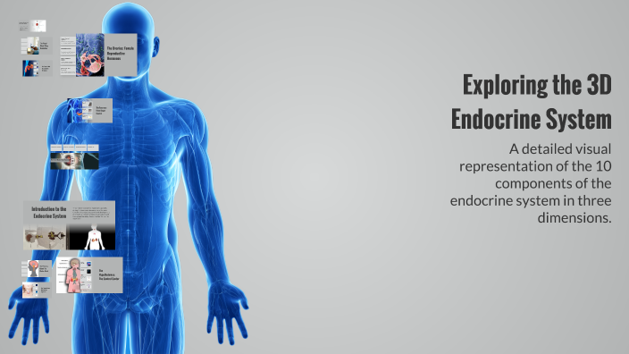 Exploring the 3D Endocrine System by Jayden Graham on Prezi