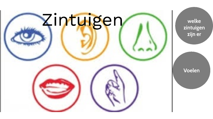 zintuigen by Tessa Bos on Prezi