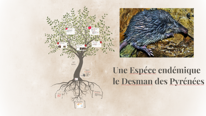 Une Espéce endémique le Desman des Pyrénées by Paul Reverdy