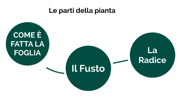 Le parti della pianta by Ennio Zohar on Prezi